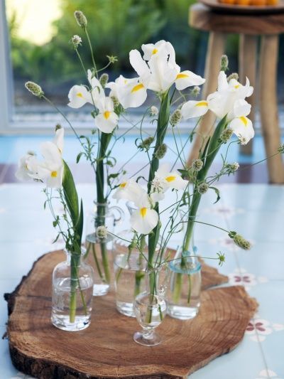 Iris: Godin van de regenboog | Tuincentrum Overzicht